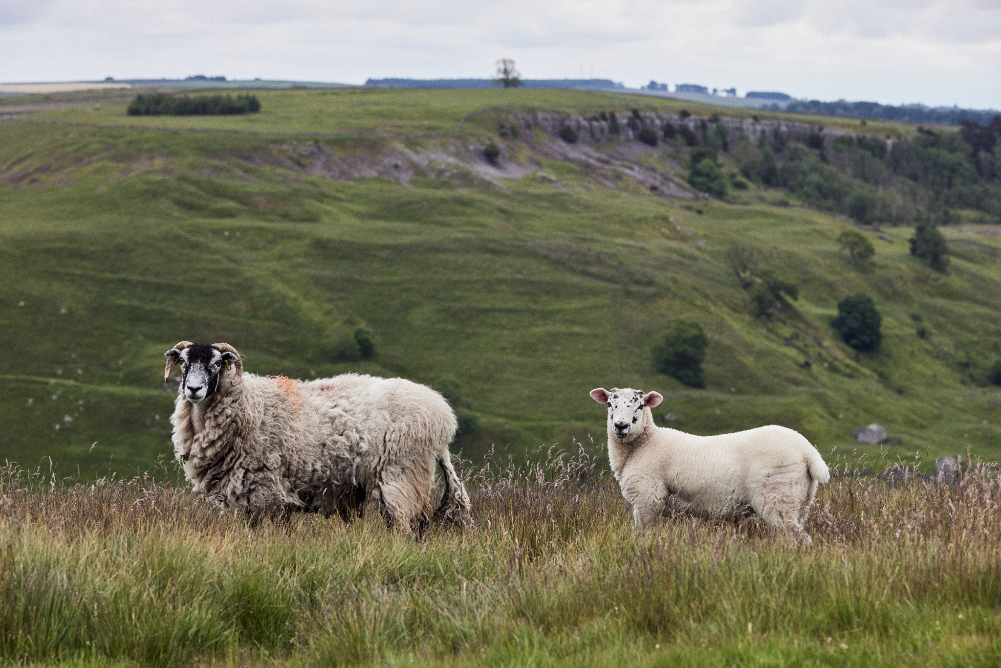 The Role of Sheep in Regenerative Farming – eatTelfit