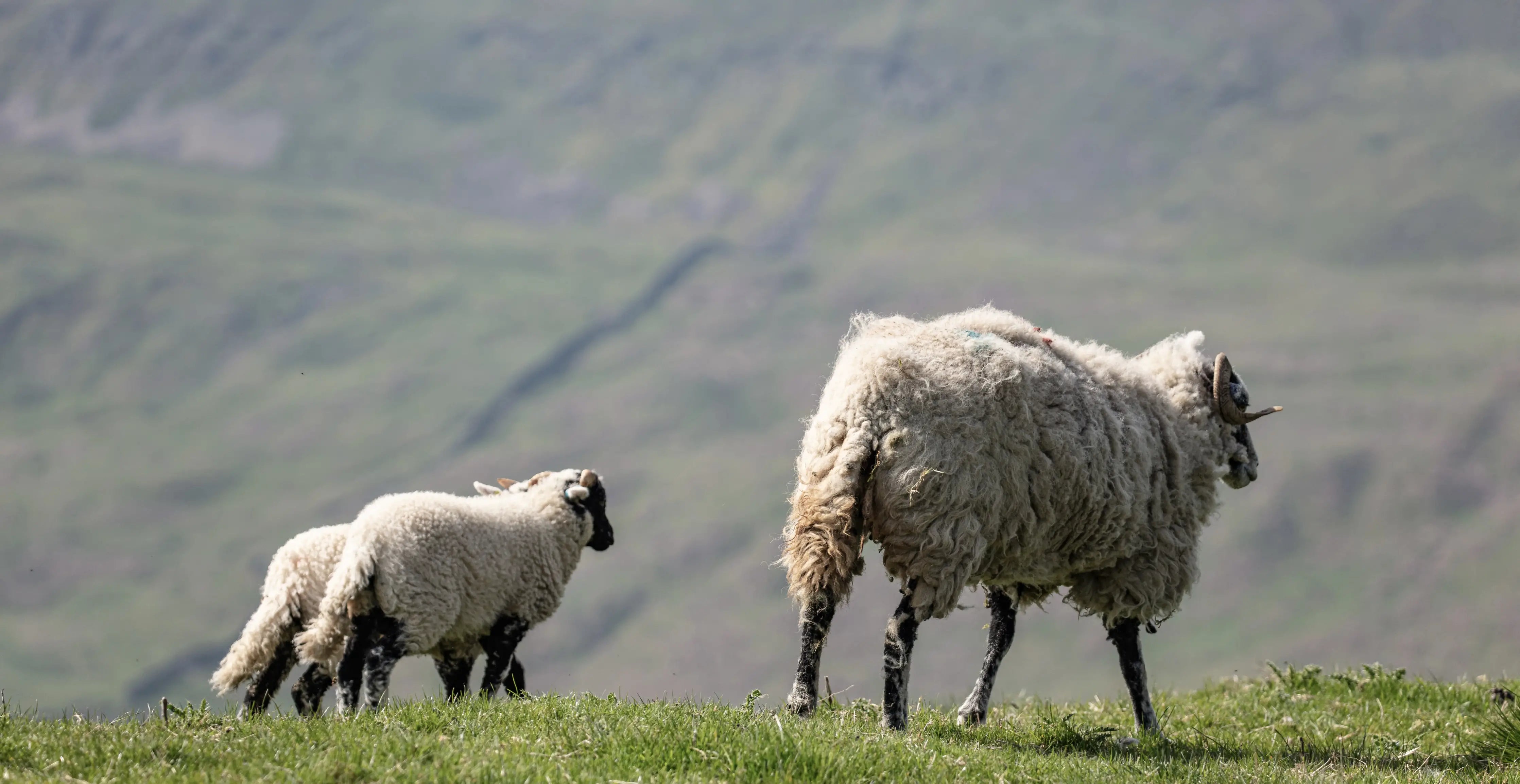 100% Grass Fed Lamb - Ethically Produced | eatTelfit